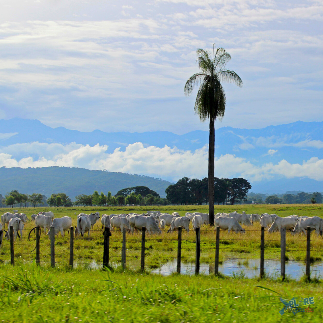 Fun Facts About Venezuela: 15 Things You Didn’t Know - Xplore Venezuela